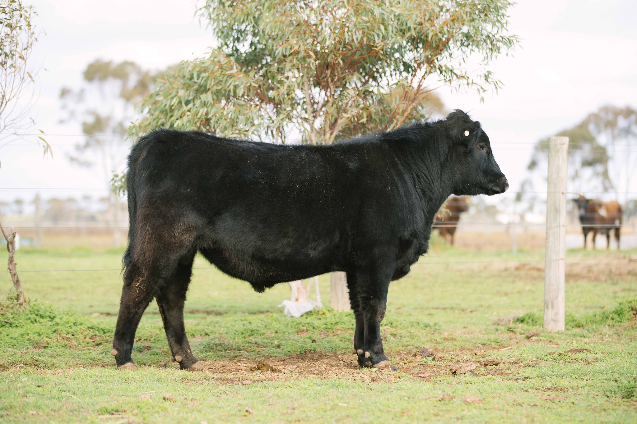 Blog – Barossa Angus