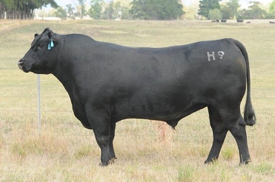 Barossa Angus – Born, Bred, Grass fed