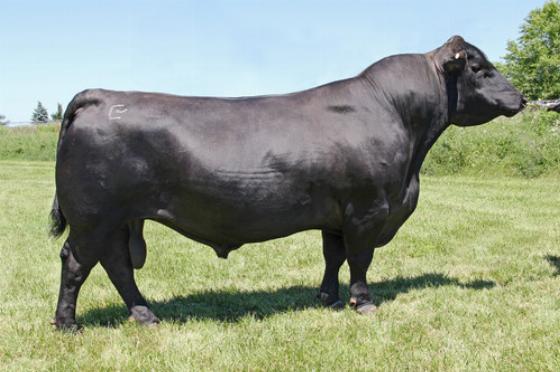 Barossa Angus – Born, Bred, Grass fed
