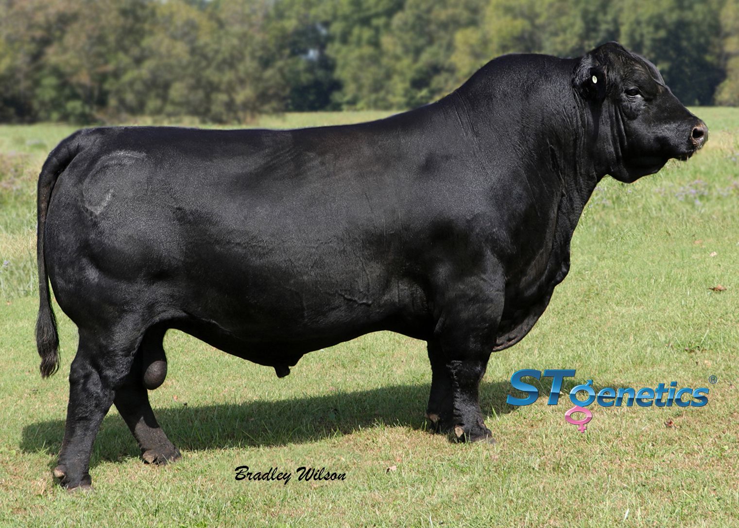 Barossa Angus – Born, Bred, Grass fed