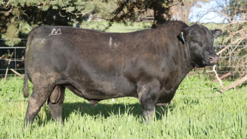 Barossa Angus – Born, Bred, Grass fed
