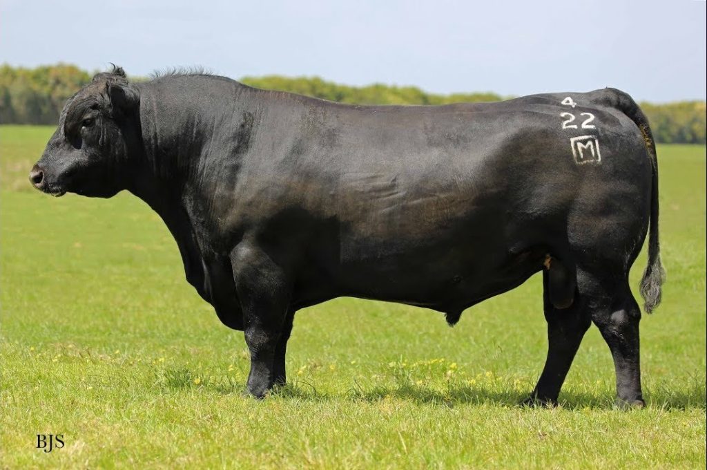 Barossa Angus – Born, Bred, Grass fed