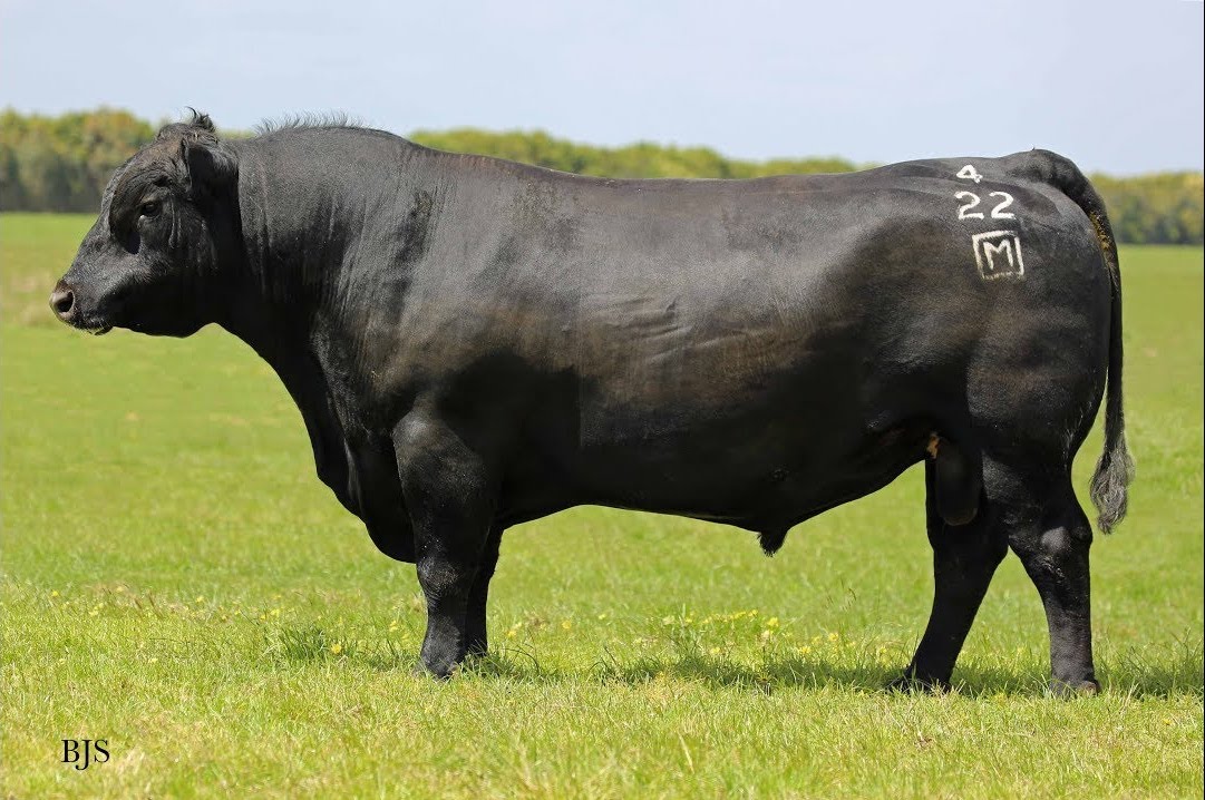Barossa Angus – Born, Bred, Grass fed