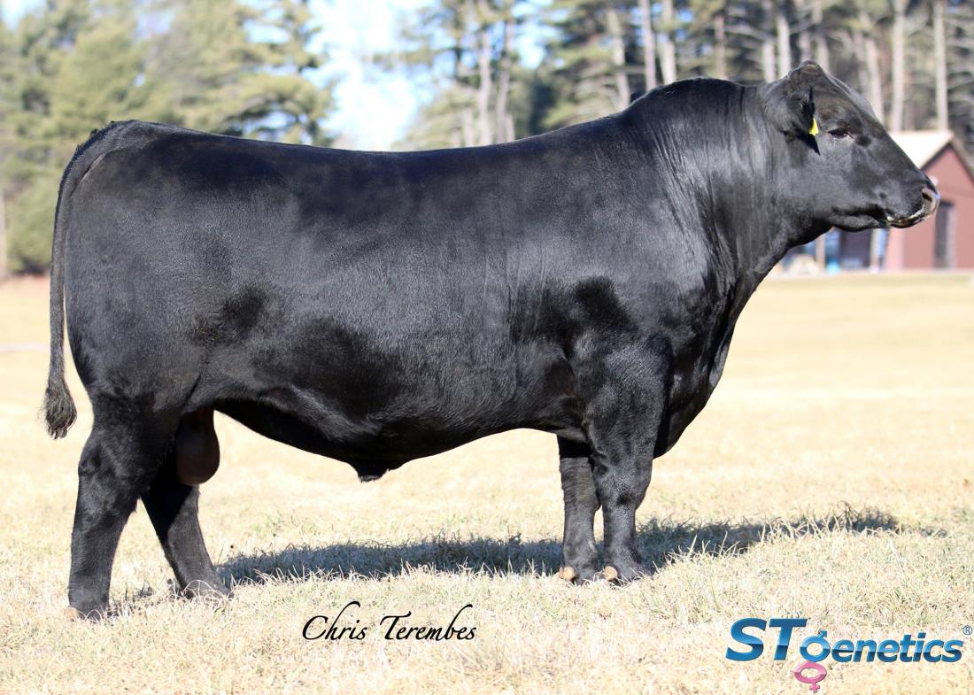 Barossa Angus – Born, Bred, Grass fed
