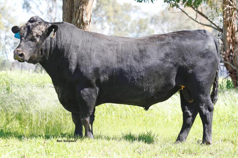 Barossa Angus – Born, Bred, Grass fed