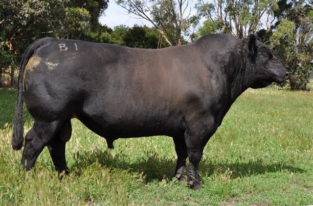 Barossa Angus – Born, Bred, Grass fed