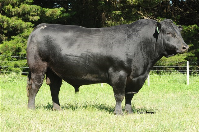 Barossa Angus – Born, Bred, Grass fed