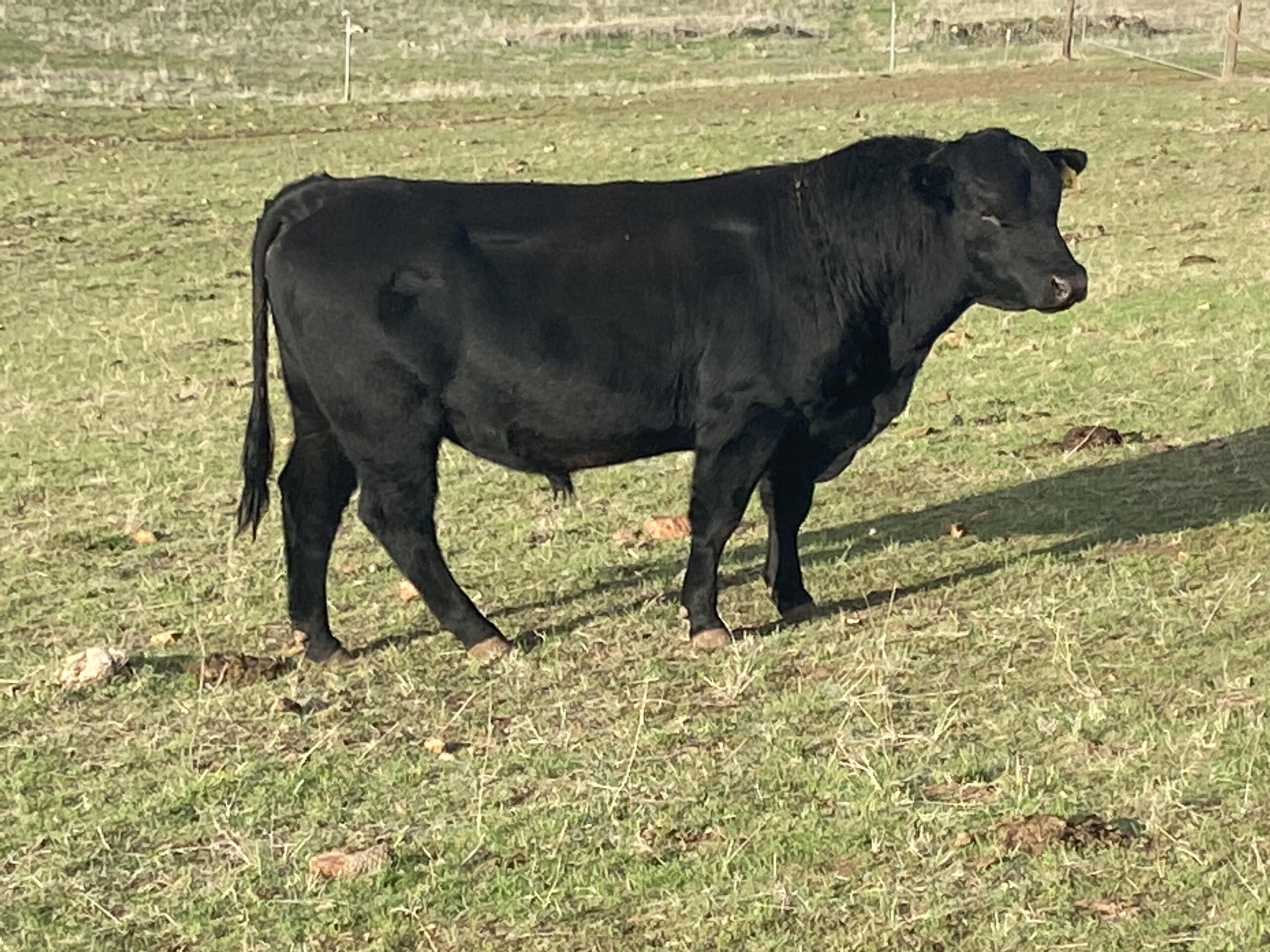 Cattle for sale – Barossa Angus